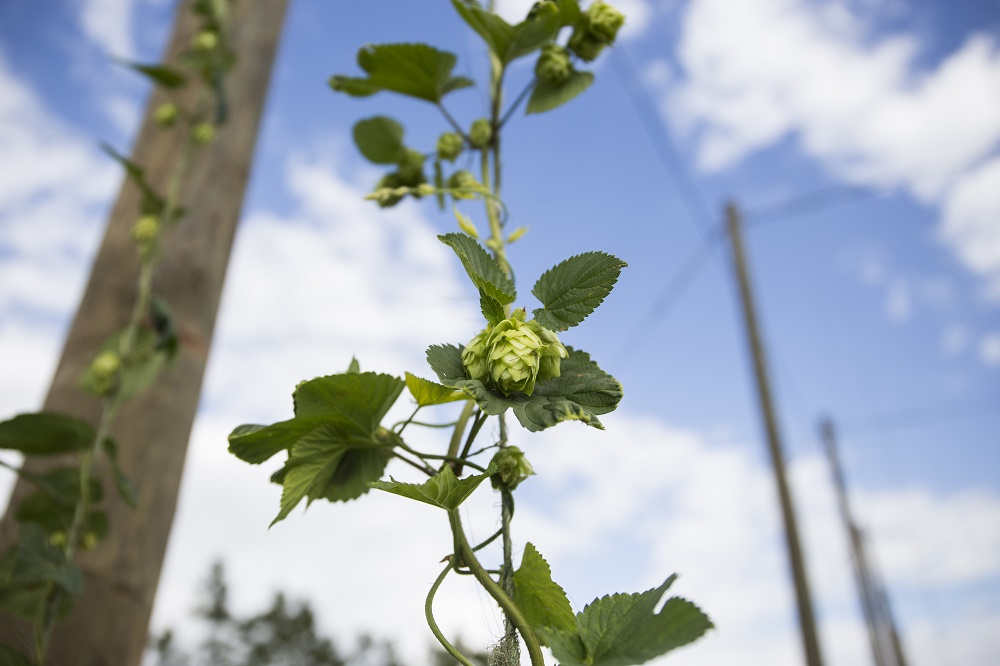 Introduction to Hops Production - UF/IFAS Extension Alachua County