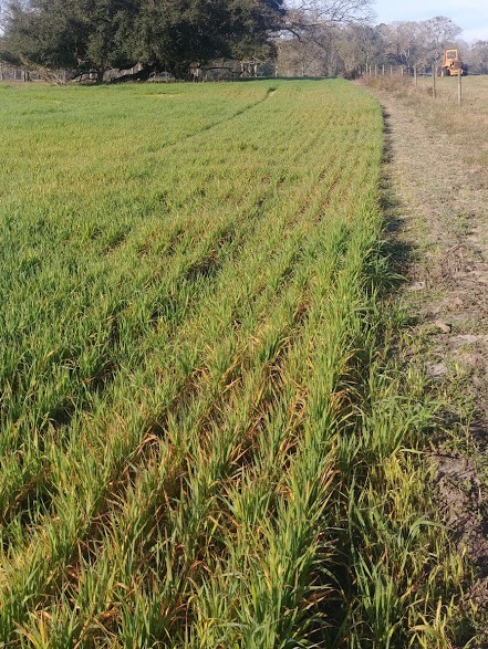 Cool Season Forages Turning Yellow - UF/IFAS Extension Alachua County