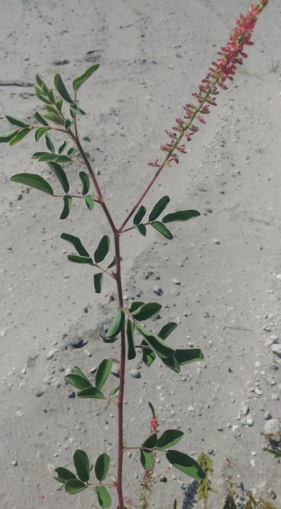 Identification and Management of Creeping Indigo, a Common Florida Weed ...