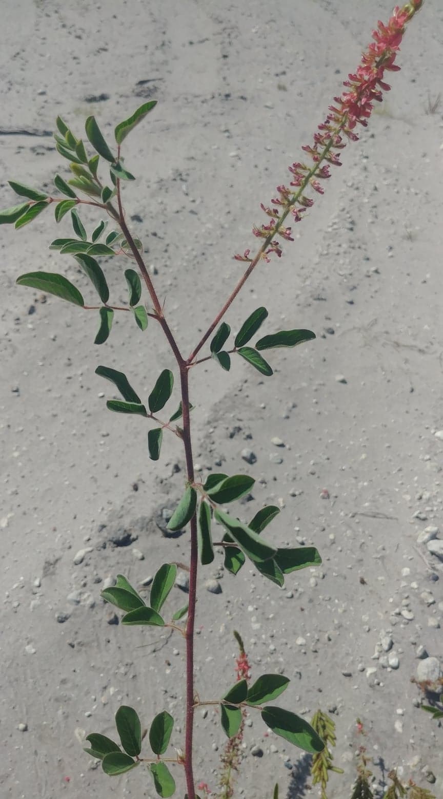 Identification and Management of Creeping Indigo, a Common Florida Weed ...