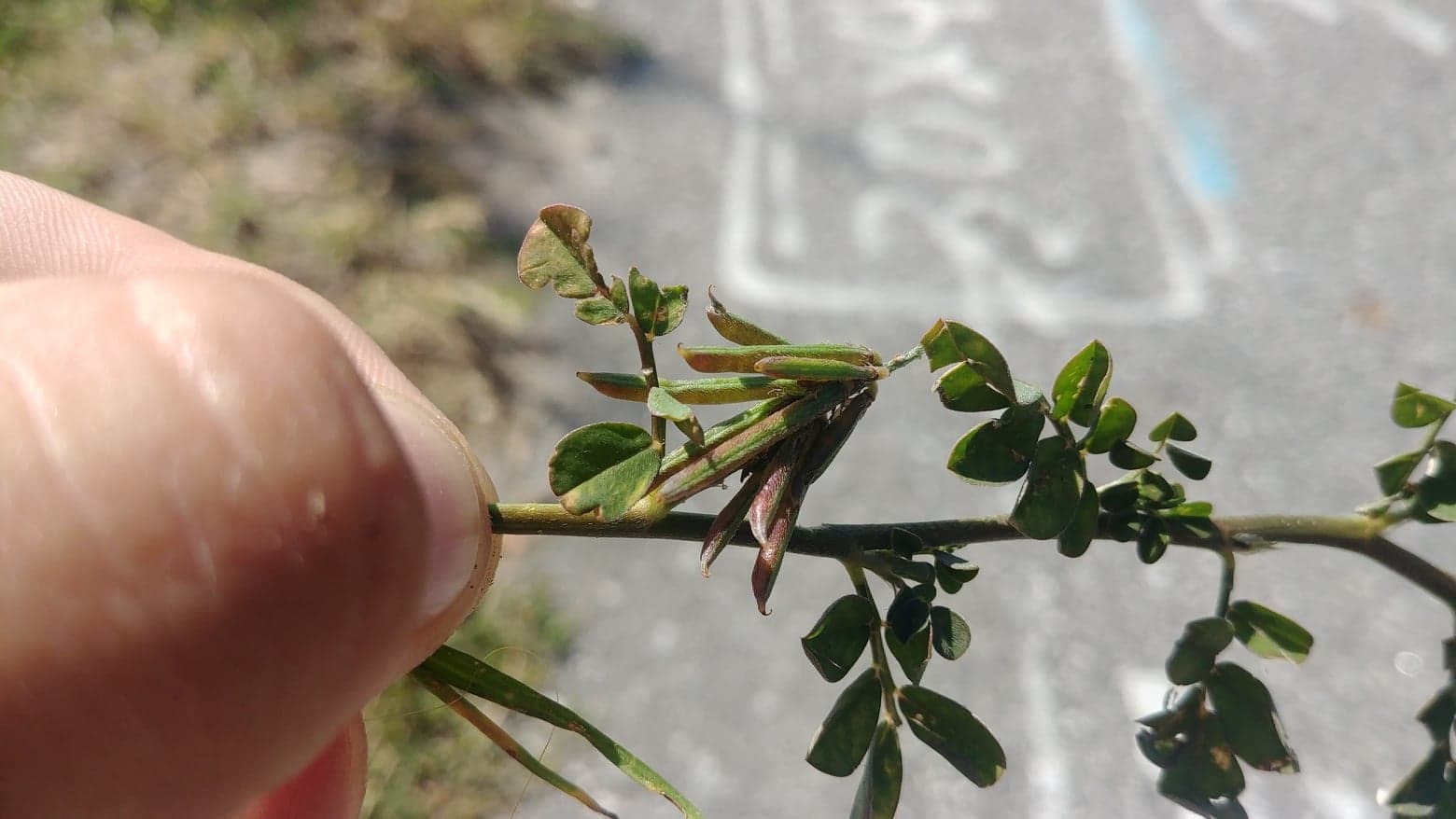 Identification and Management of Creeping Indigo, a Common Florida Weed ...
