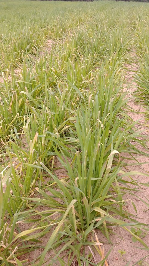 Frost Effects on Cold Tolerant Row-Crops & Forages - Featured - UF/IFAS ...