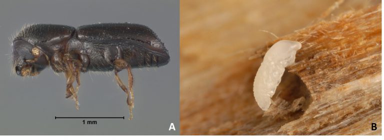 Meet the Ambrosia Beetle - UF/IFAS Extension Alachua County