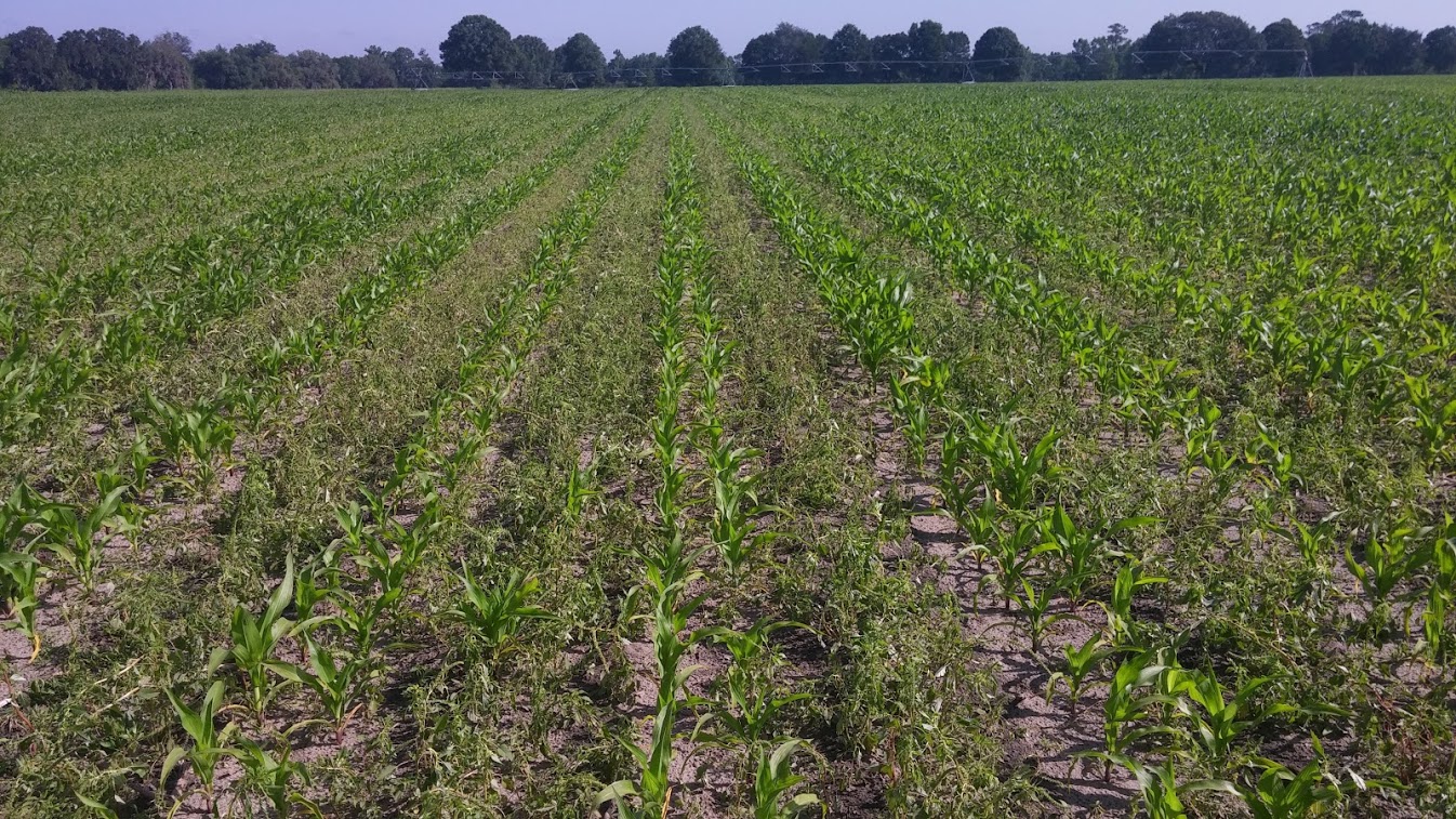 Planting Considerations for Corn in Northeast Florida - UF/IFAS ...