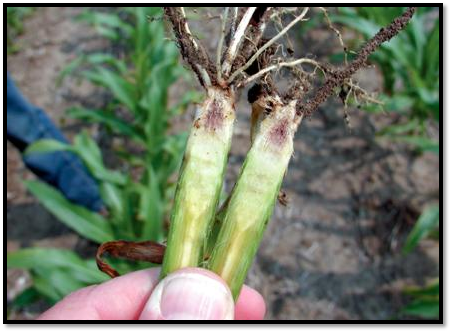 Planting Considerations for Corn in Northeast Florida - UF/IFAS ...