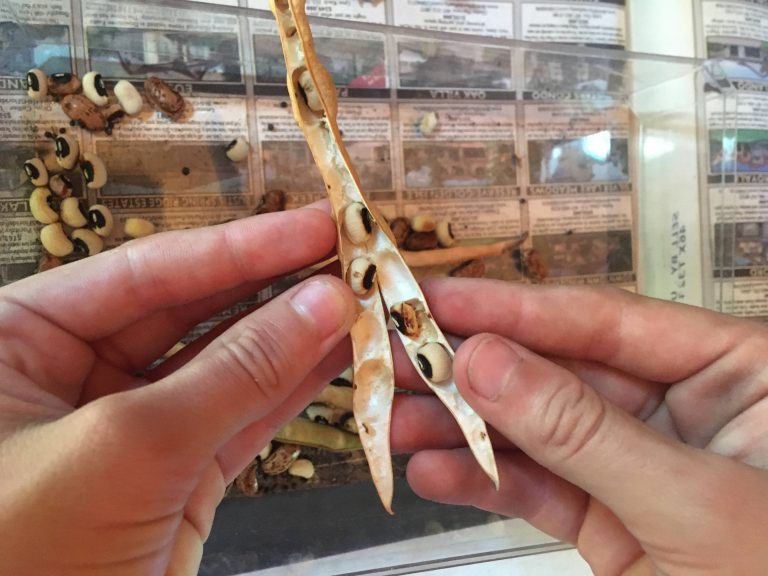 The Tiny, Mighty Seed- UF/IFAS Extension Alachua County Blog