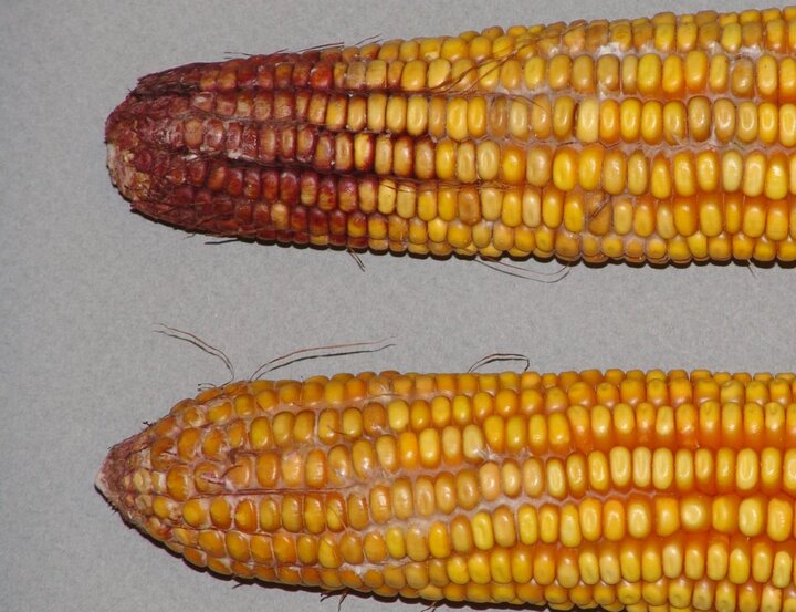 UF/IFAS Corn Ear Rot Identification and Management - UF/IFAS Extension ...