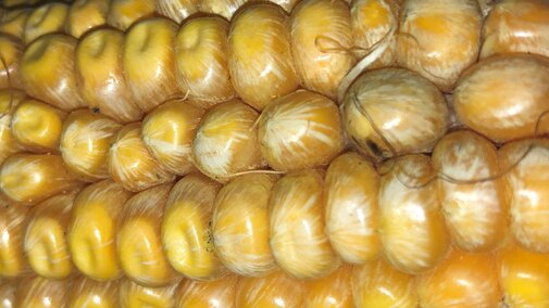 UF/IFAS Corn Ear Rot Identification and Management - UF/IFAS Extension ...
