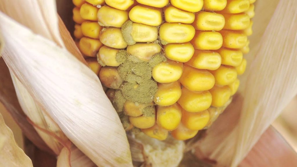 UF/IFAS Corn Ear Rot Identification and Management - UF/IFAS Extension ...