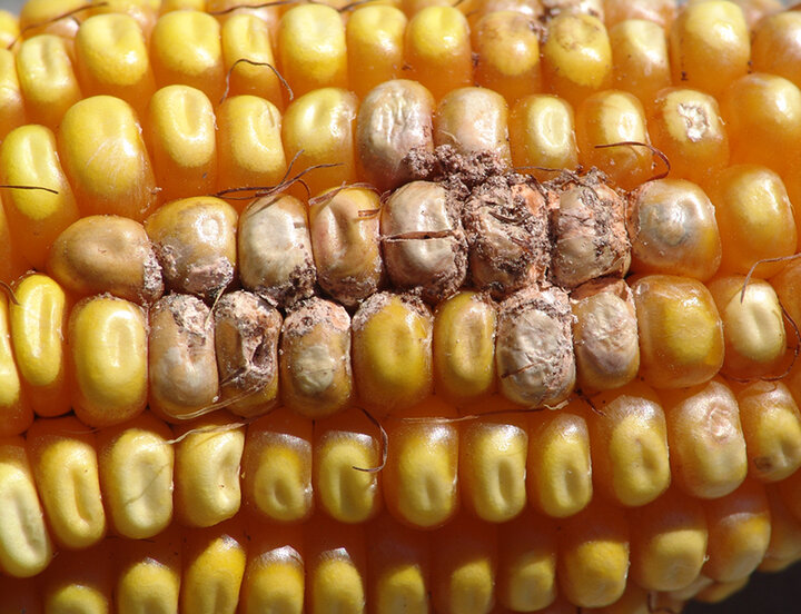 UF/IFAS Corn Ear Rot Identification and Management - UF/IFAS Extension ...