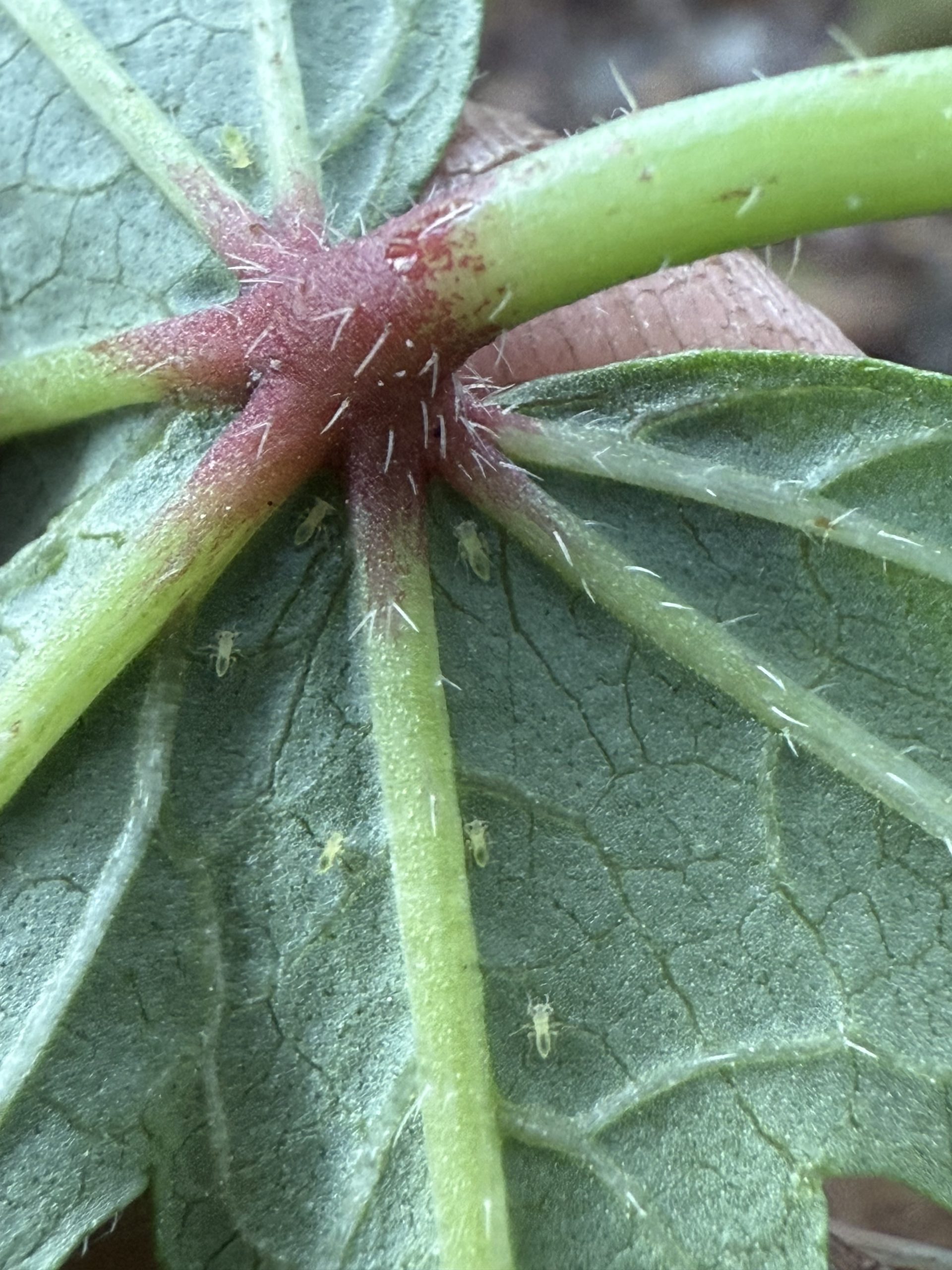 Two-Spot Cotton Leafhopper: A New Pest Threat in Florida Vegetables ...