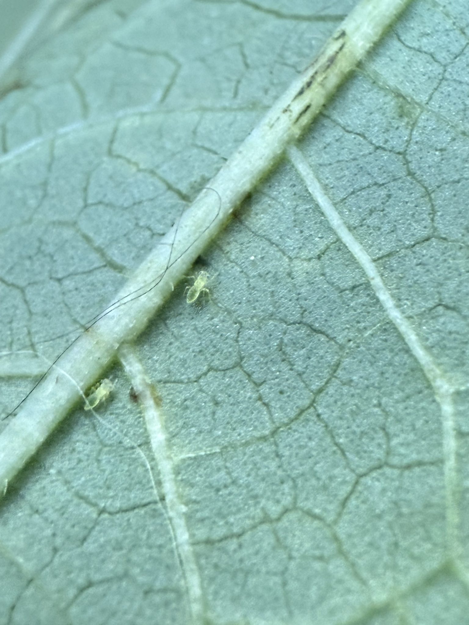 Two-Spot Cotton Leafhopper: A New Pest Threat in Florida Vegetables ...