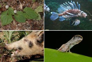 Climbing Ferns and Falling Iguanas: Invasive Species in Florida