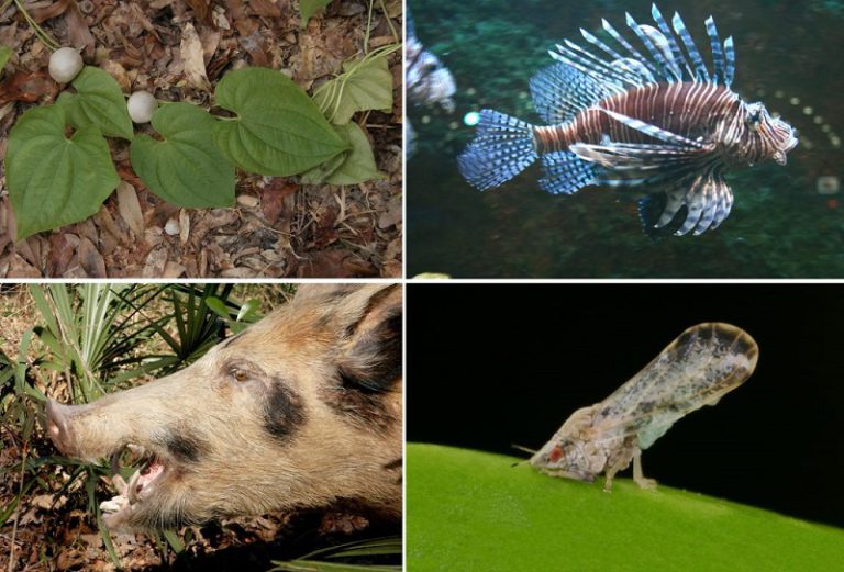 Climbing Ferns and Falling Iguanas: Invasive Species in Florida