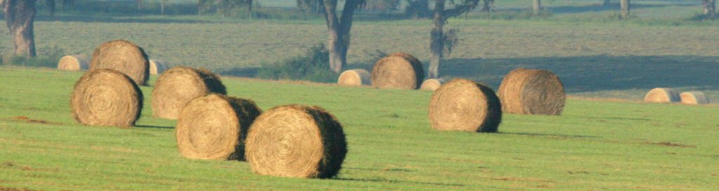 Bargain Hay is No Bargain if it is Poor Quality - UF/IFAS Animal ...