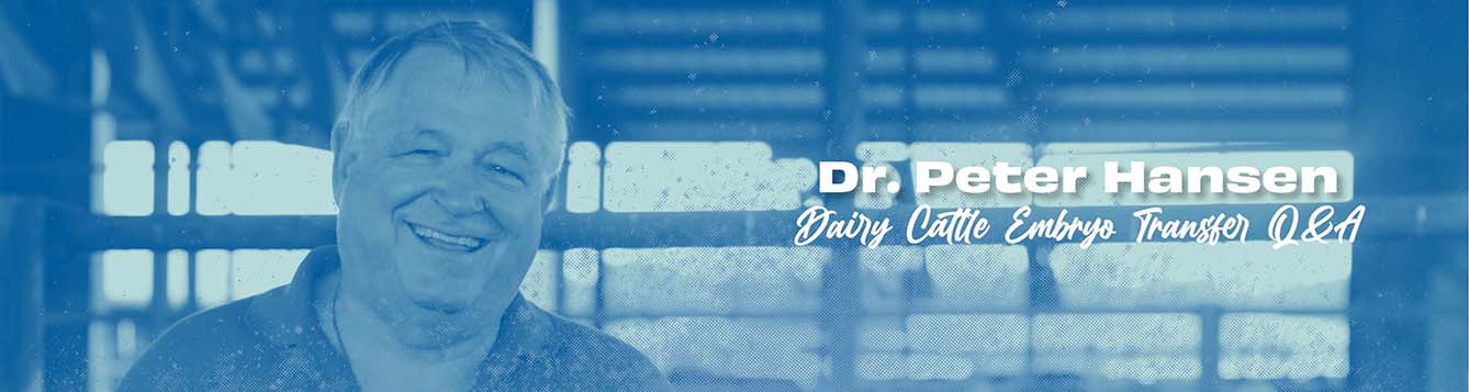 Dairy Cattle Embryo Transfer Q&A with Dr. Peter Hansen - UF/IFAS Animal ...