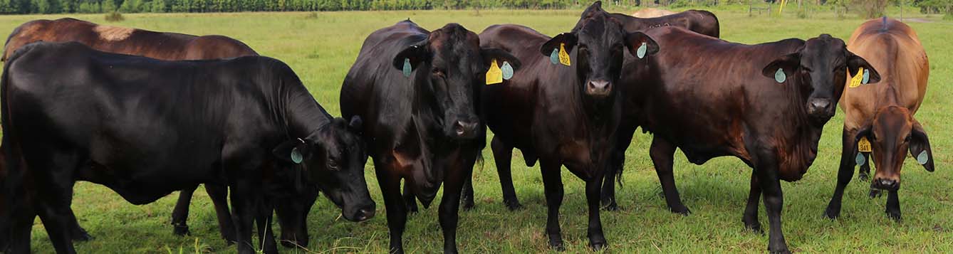 Genetic Improvement and Sustainability of Animal Industries