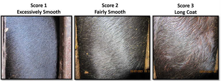 Hair Coat Characteristics and Thermotolerance in Florida Beef Cattle