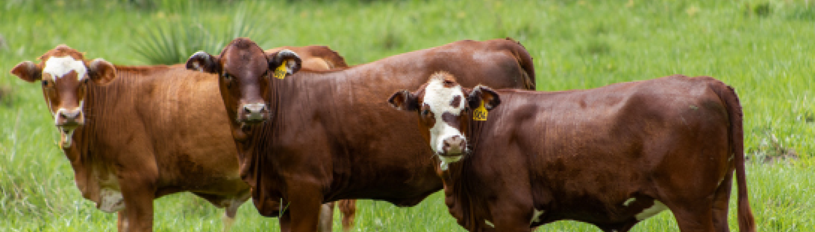 Phenotypic and Genetic Relationships Underlying the Thermotolerance ...