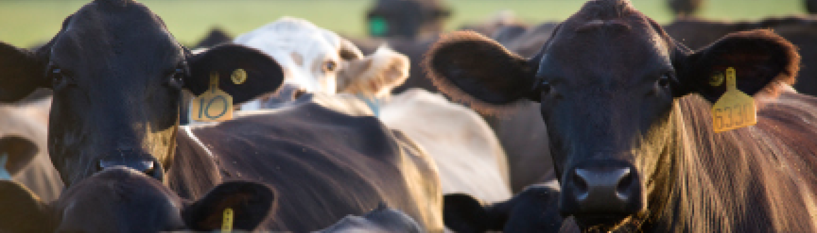 Meat Quality in Beef Cattle: Is the Marbling Score the Best Indicator ...