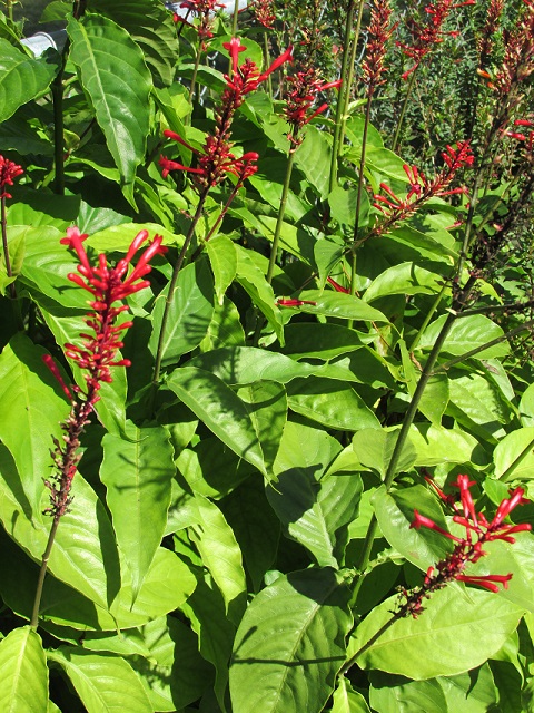 Species Spotlight: Firespike - UF/IFAS Extension Baker County