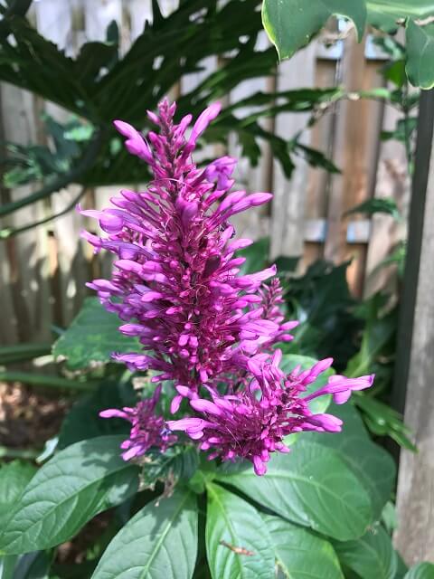 Species Spotlight: Firespike - UF/IFAS Extension Baker County