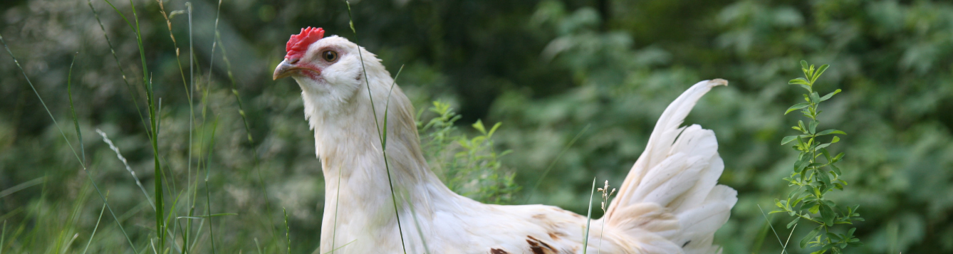 Poultry Questions and Answers - UF/IFAS Extension Baker County