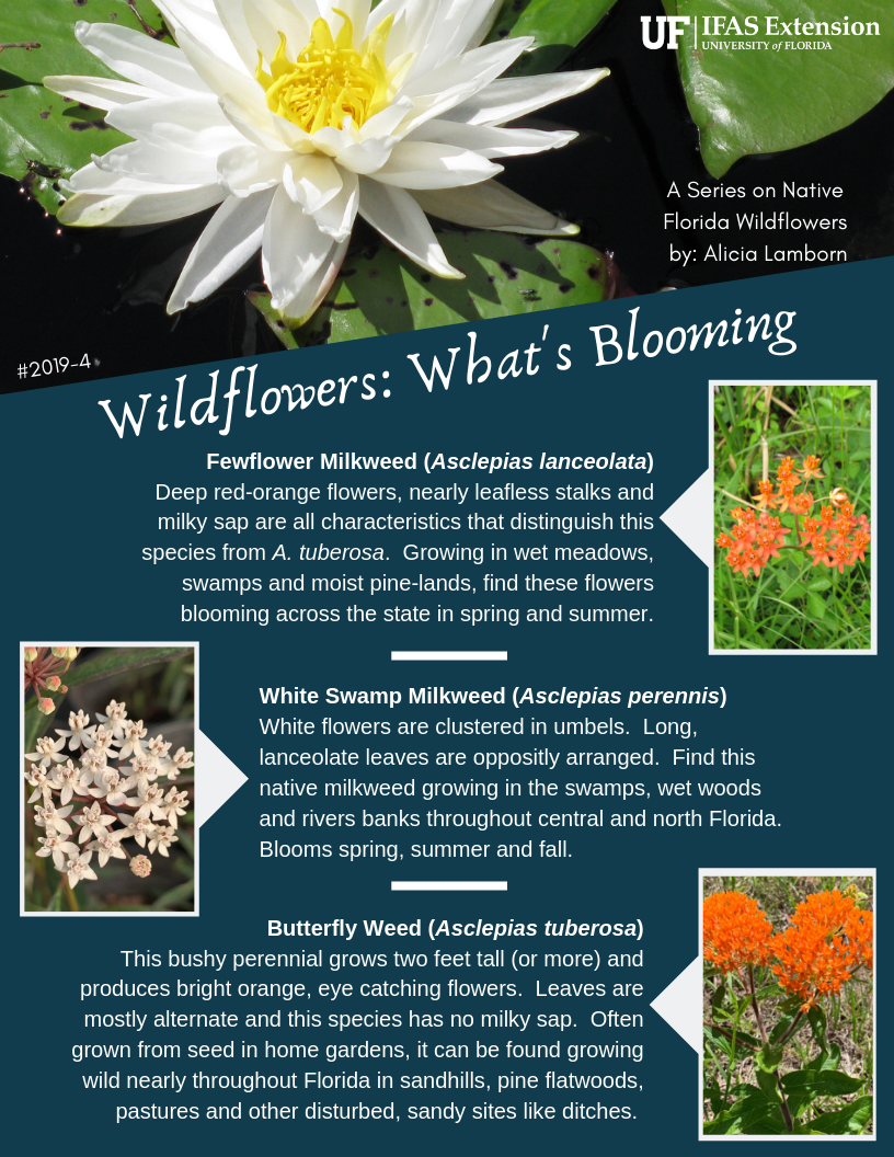 Wildflowers, What's Blooming: Native Milkweeds - UF/IFAS Extension ...