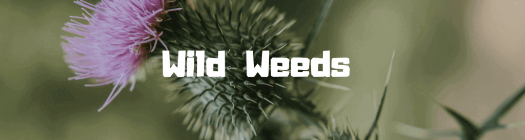 Dandelion - Wild Weeds - UF/IFAS Extension Baker County