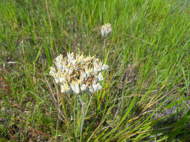 Carolina Redroot – Wild Weeds - Extra Mile Pest Control and Lawn Solution