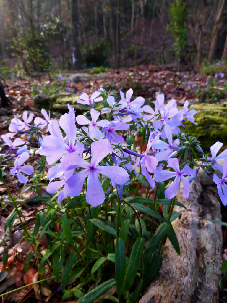 Wild Blue Phlox - Wild Weeds - UF/IFAS Extension Baker County