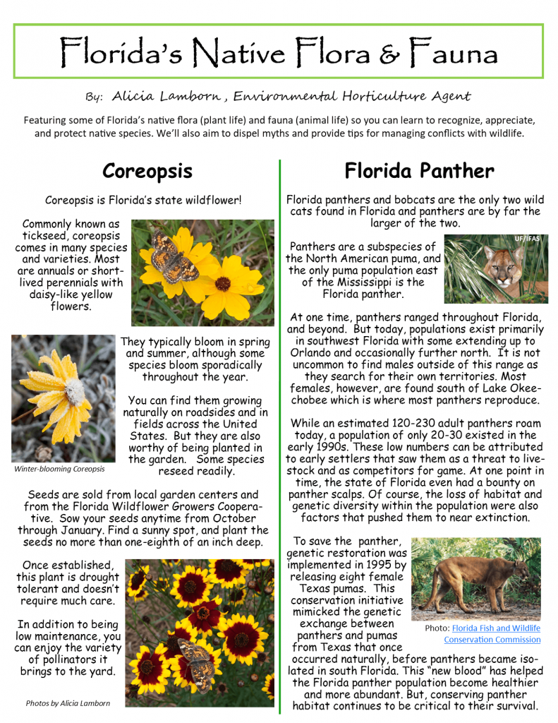 Florida's Native Flora & Fauna: Coreopsis & Florida Panther - UF/IFAS ...