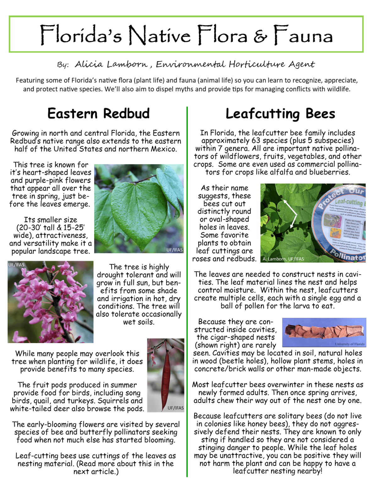 Florida’s Native Flora & Fauna: Eastern Redbud & Leafcutting Bees - UF ...