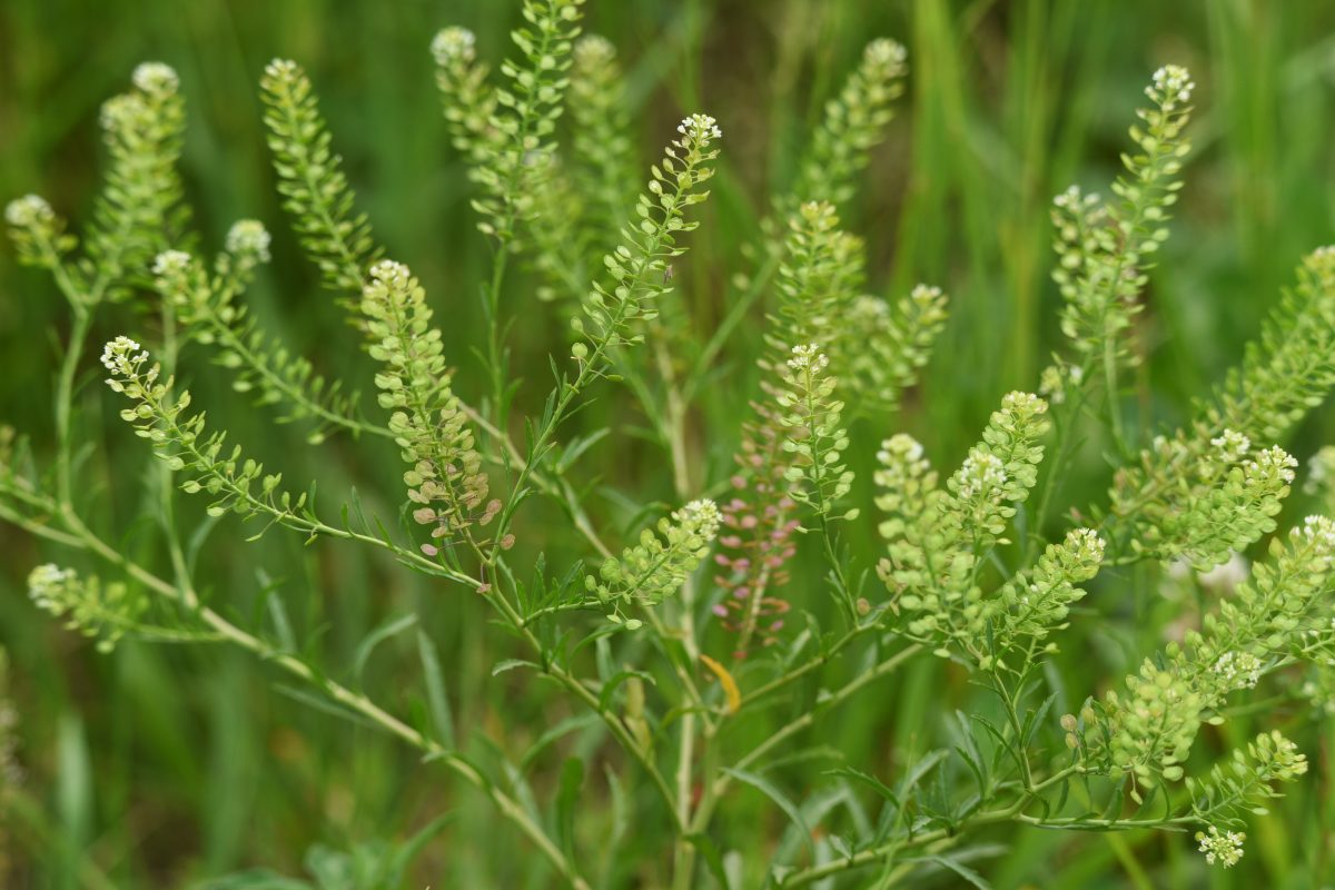 Virginia Pepperweed – Wild Weeds - Extra Mile Pest Control and Lawn ...