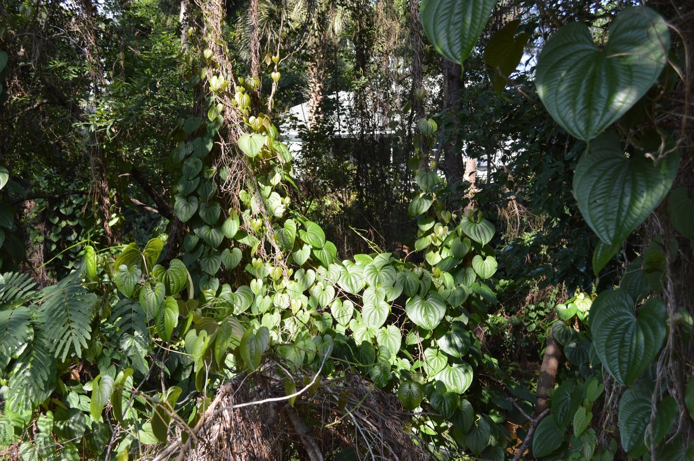 The Air Potato Challenge - UF/IFAS Extension Bay County