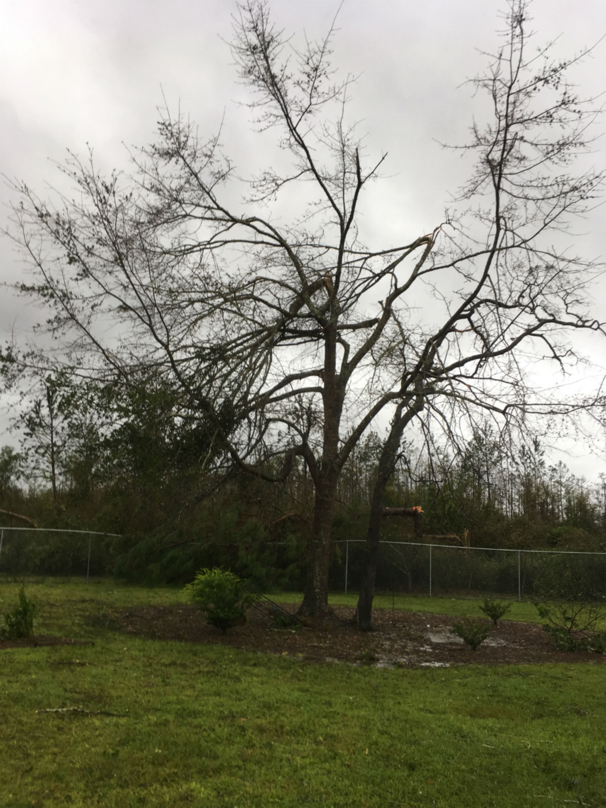 Triage and First Aid for Trees - UF/IFAS Extension Bay County