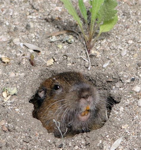 Pocket Gophers - UF/IFAS Extension Bradford County