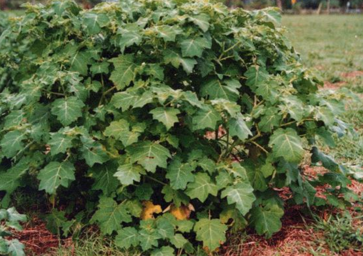 Successful Tips for Managing Your Pastures - UF/IFAS Extension Bradford ...