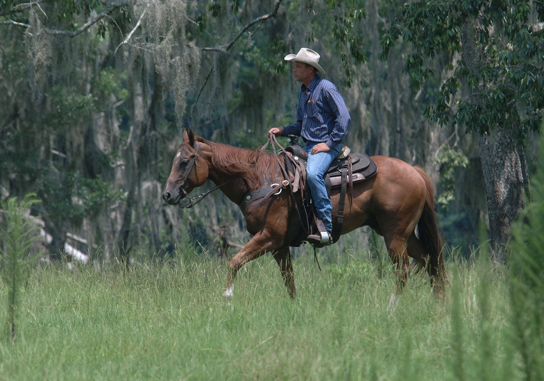 Successful Tips for Managing Your Pastures - UF/IFAS Extension Bradford ...