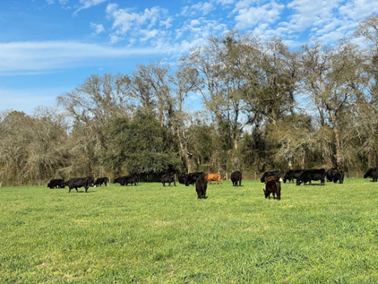 Steps on How to Utilize Cool Season Forages in Your Pastures - UF/IFAS Extension Bradford County