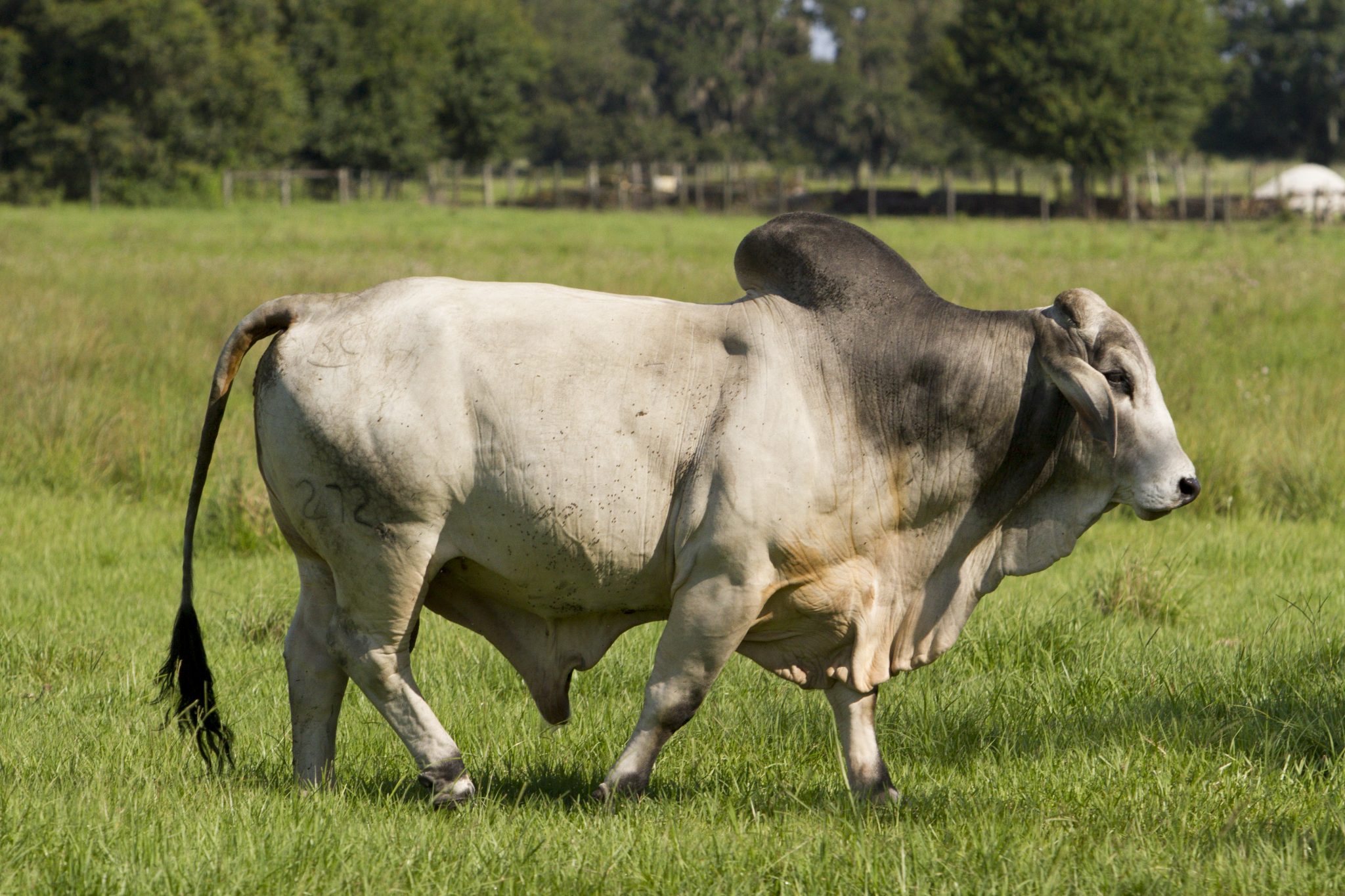 Don’t Forget The Bull: Considerations For Bull Selection & Management ...