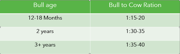 Don’t Forget The Bull: Considerations For Bull Selection & Management ...