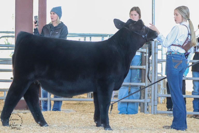 Beef Cattle Showmanship: What You Need to Know to Be Successful - UF ...