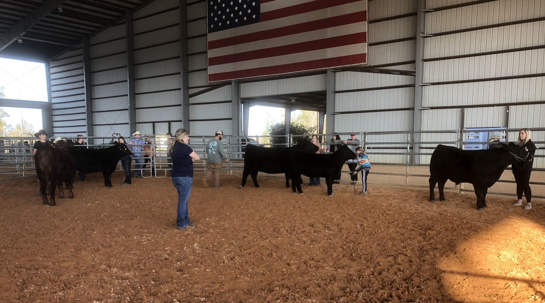 Beef Cattle Showmanship: What You Need to Know to Be Successful - UF ...