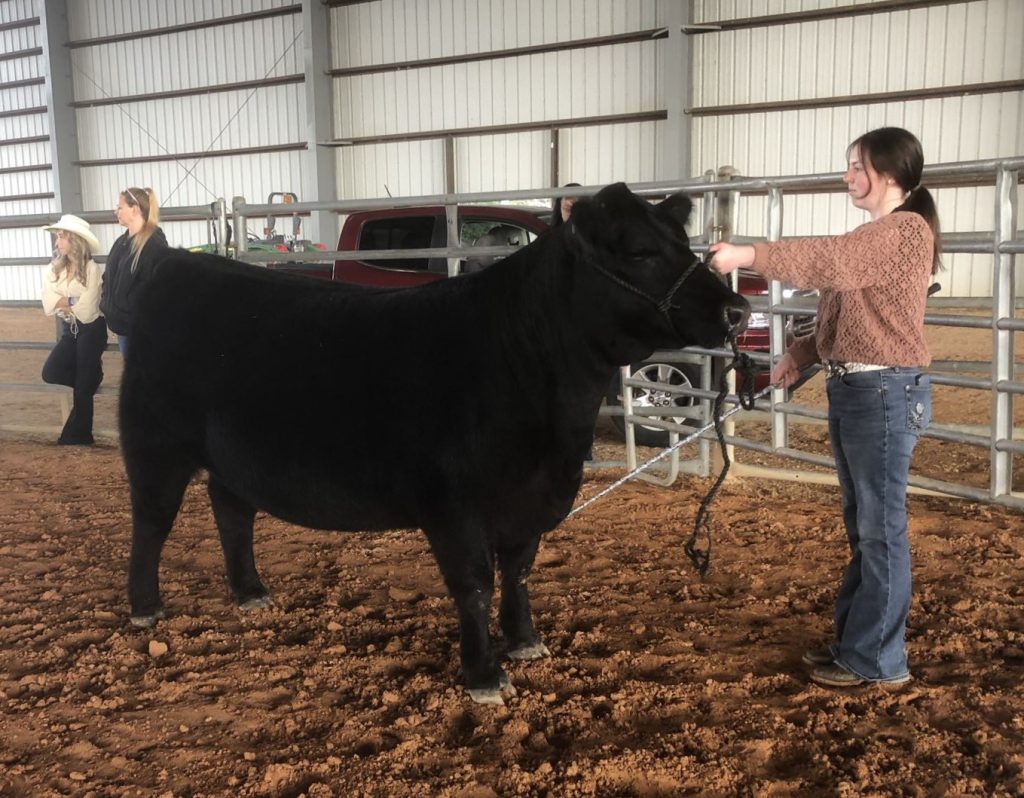 Beef Cattle Showmanship: What You Need to Know to Be Successful - UF ...