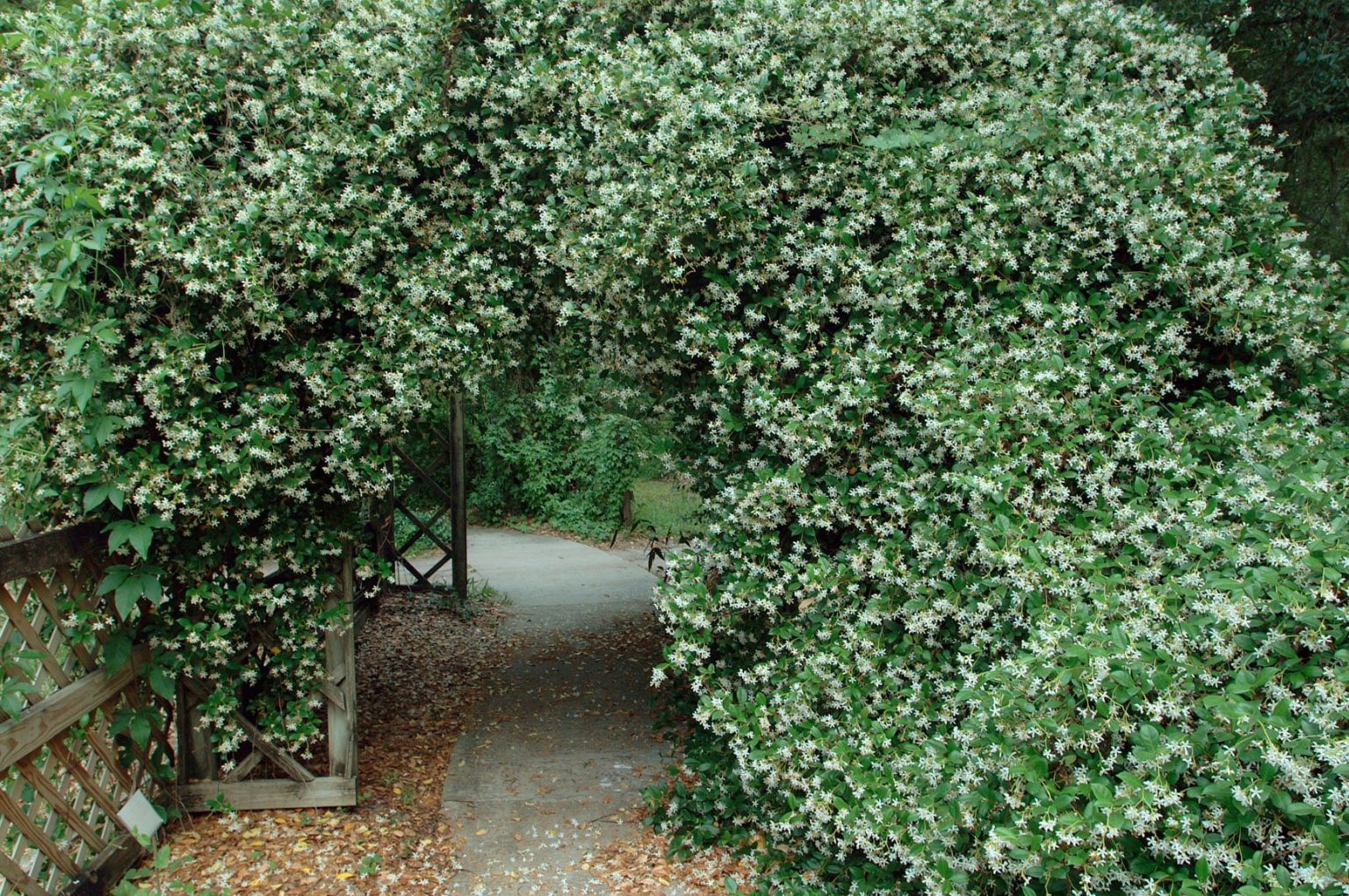 Fifty Fragrant Plants For Florida Landscapes - UF/IFAS Extension ...