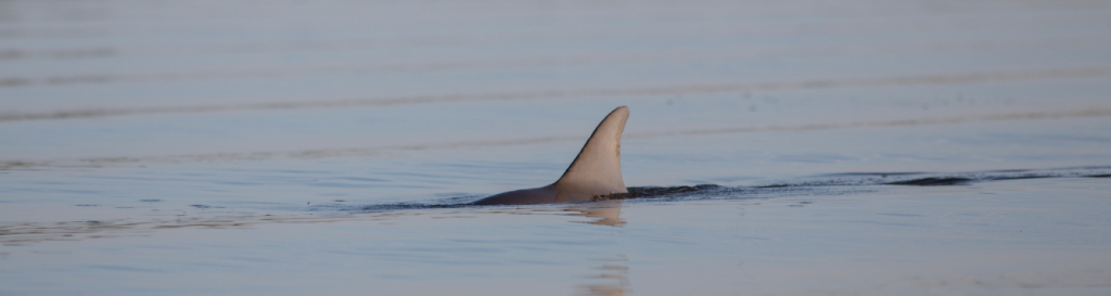 UF/IFAS Extension Brevard County