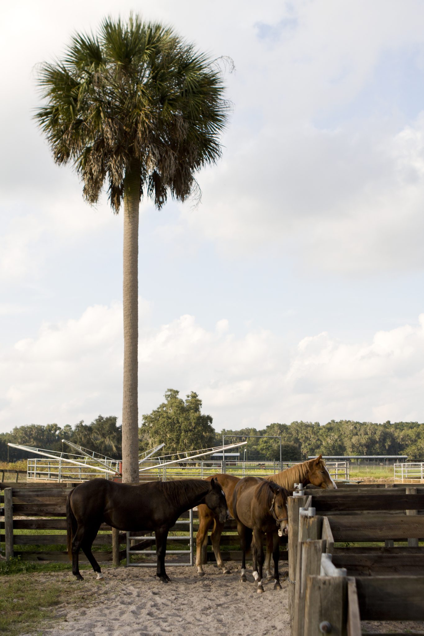 Pasture Grass and Grazing Tips for Horse Pastures in Florida - UF/IFAS ...