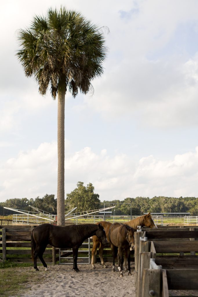 Pasture Grass and Grazing Tips for Horse Pastures in Florida - UF/IFAS ...