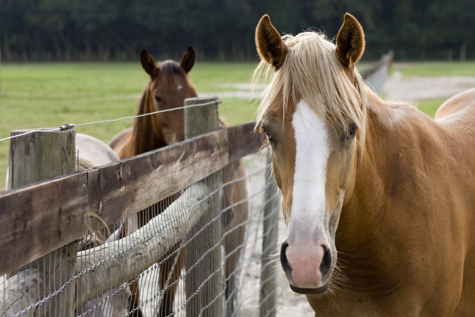 Pasture Grass and Grazing Tips for Horse Pastures in Florida - UF/IFAS ...